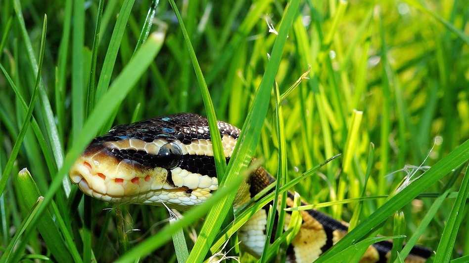 14 pythons 'deliberately released' in Georgia neighborhood