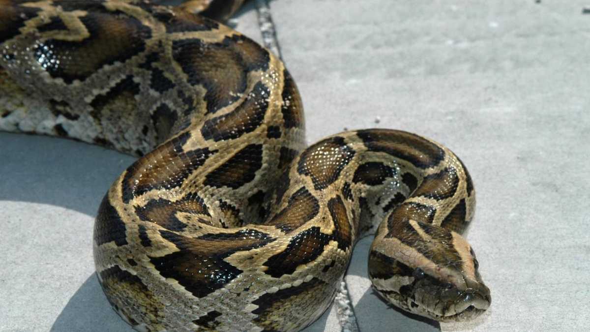 Feds evaluate threat of 'Giant Constrictors' in US