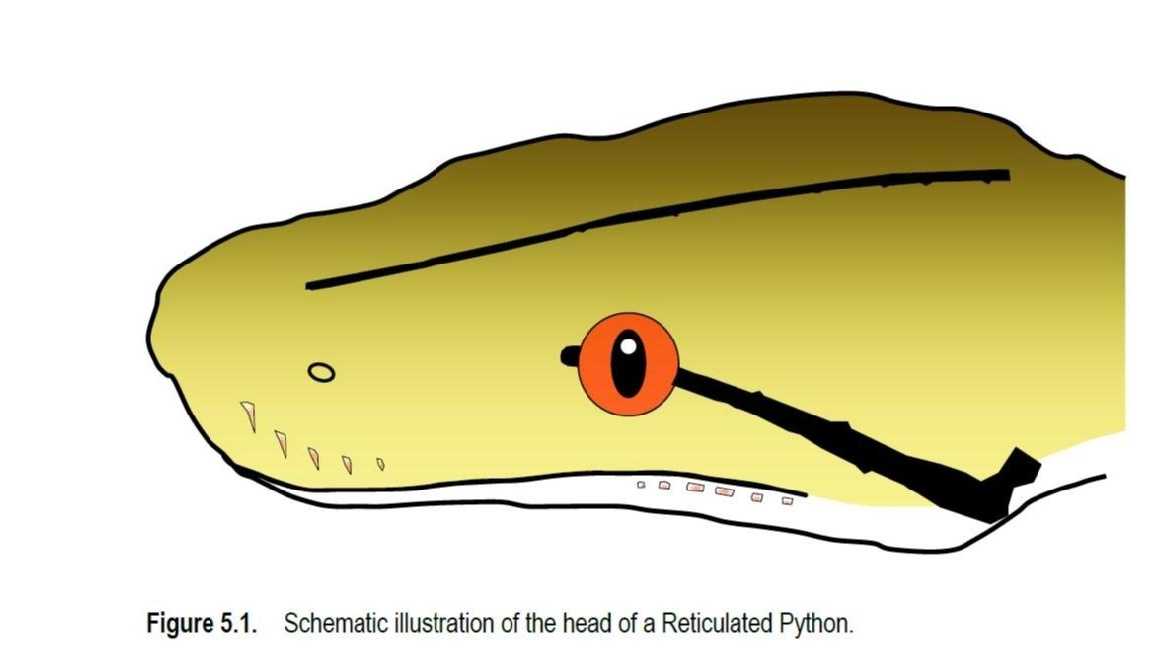 Feds evaluate threat of 'Giant Constrictors' in US