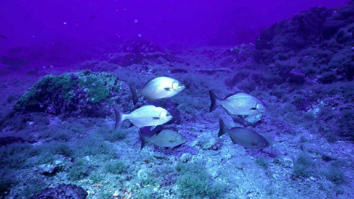 Dive into the only marine sanctuary located in the Gulf