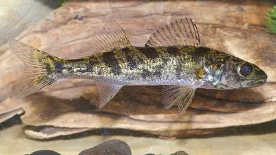 How big are Pa's record fish?