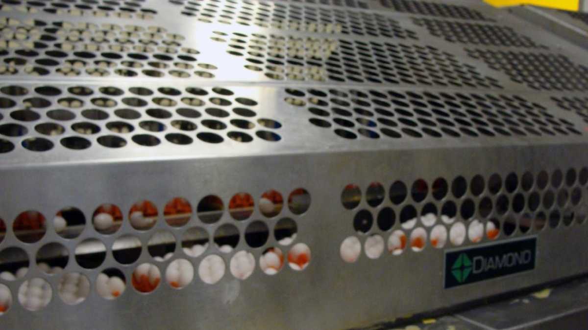 50 Photos: Tour egg processing plant in Lancaster County