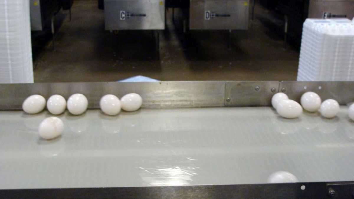 50 Photos: Tour egg processing plant in Lancaster County