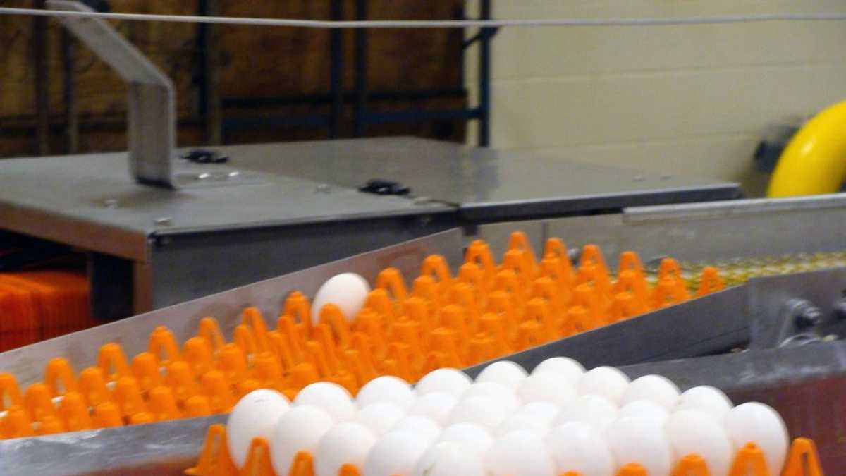 50 Photos: Tour egg processing plant in Lancaster County