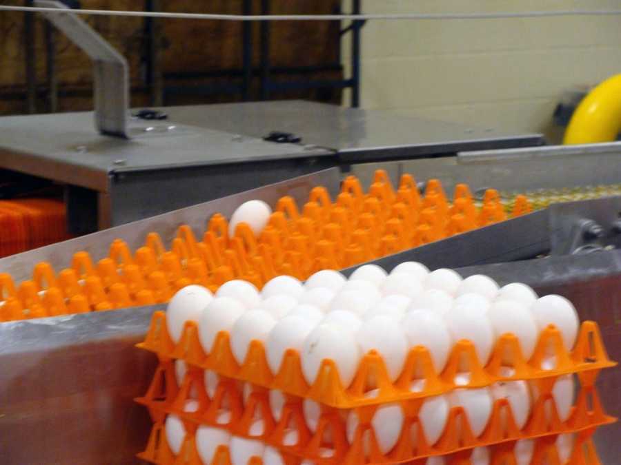 50 Photos: Tour egg processing plant in Lancaster County