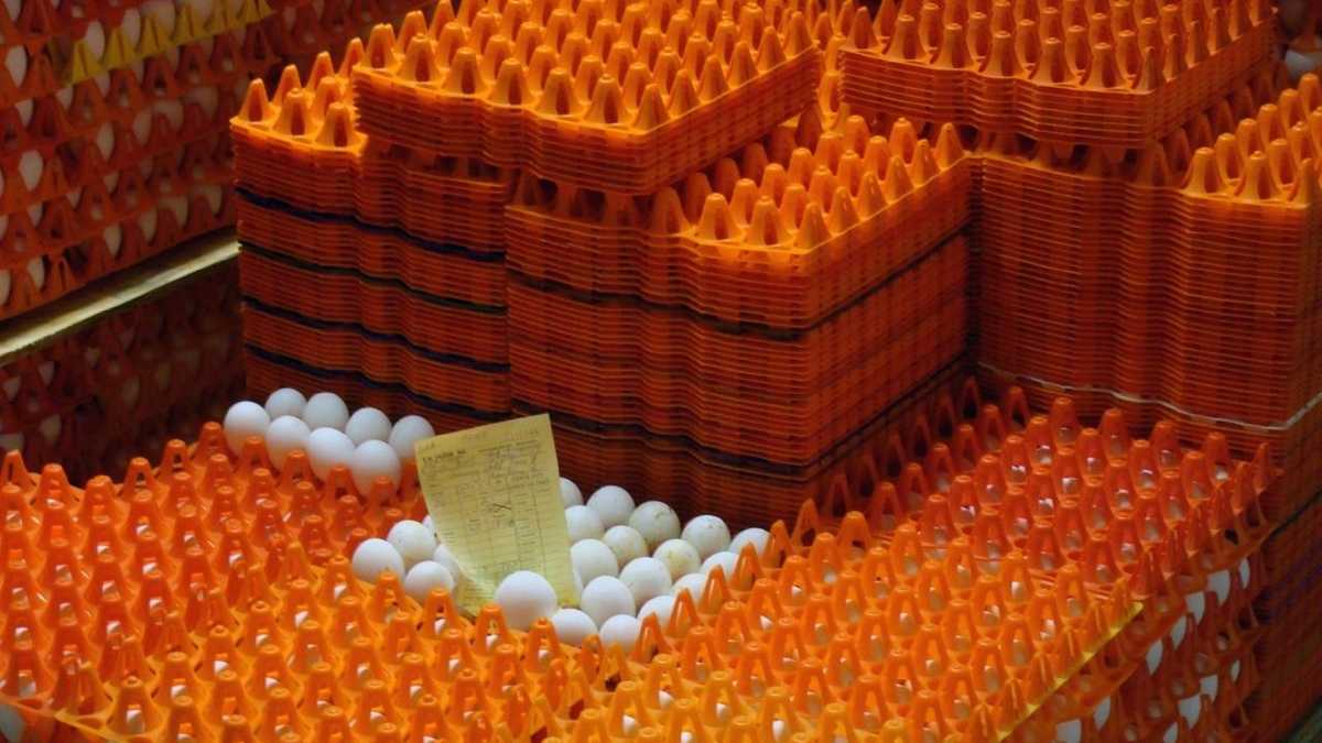 50 Photos: Tour egg processing plant in Lancaster County