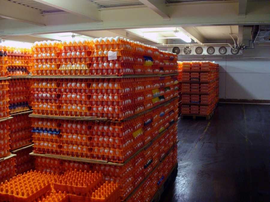 50 Photos: Tour egg processing plant in Lancaster County