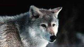 Exotic pets in Pa. - What's the law?