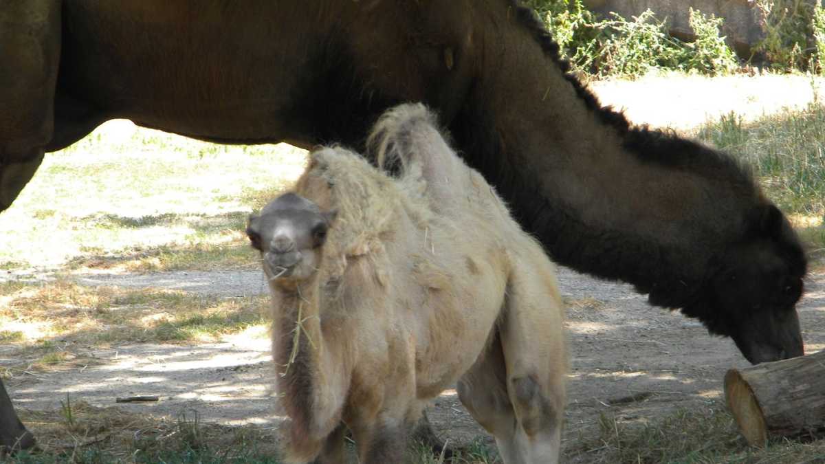 Images: Baby camel born at Milwaukee County Zoo