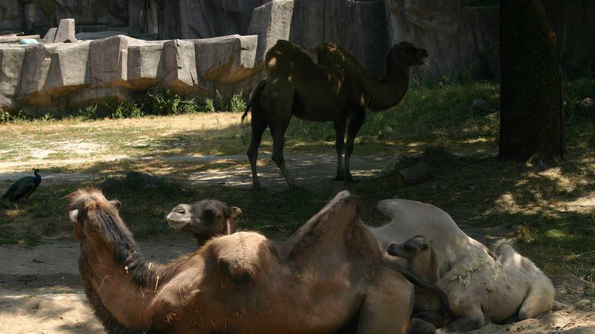 Images: Baby camel born at Milwaukee County Zoo
