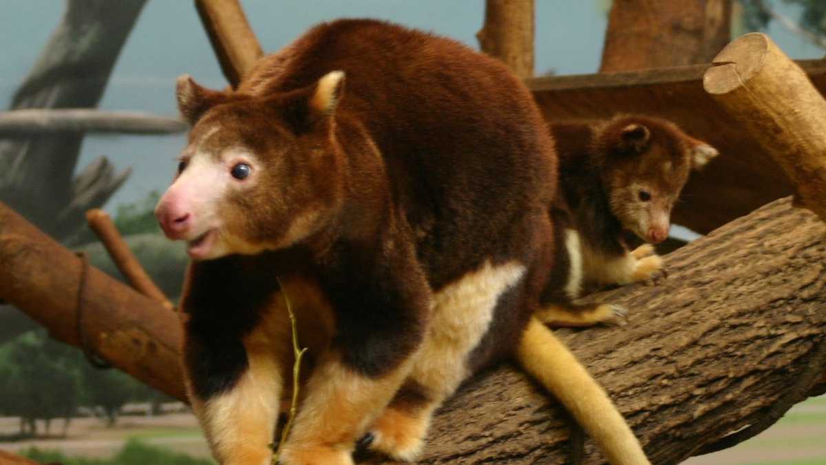 Images: Baby tree kangaroo at zoo