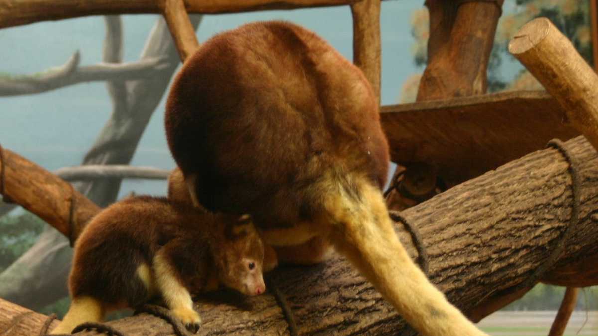 Images: Baby tree kangaroo at zoo