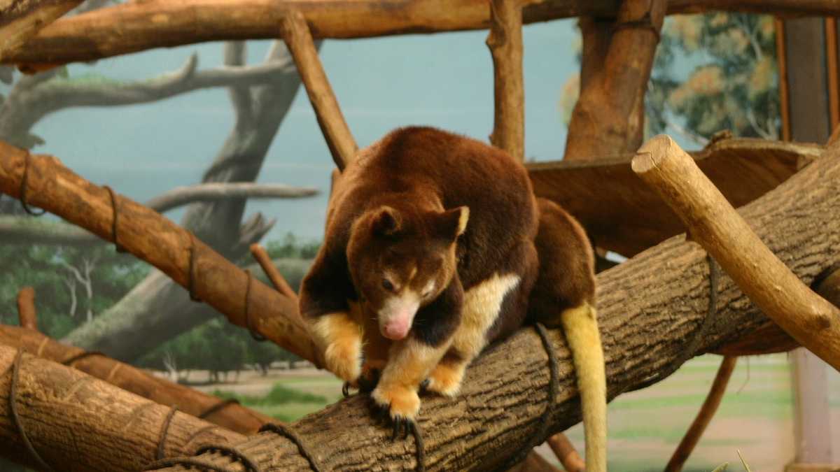 Images: Baby tree kangaroo at zoo