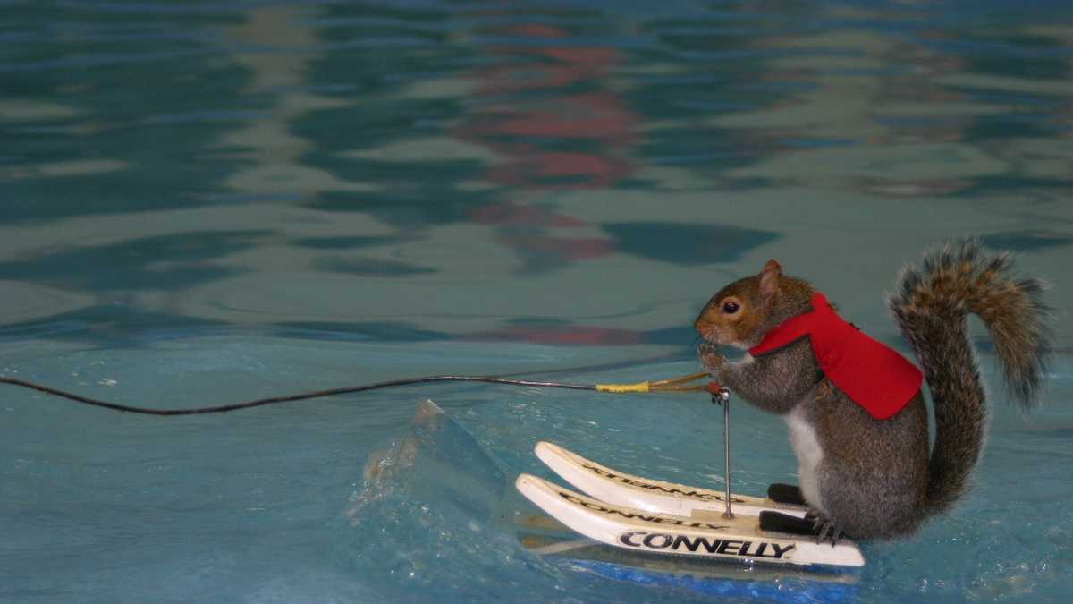 Photos: Twiggy the water skiing squirrel