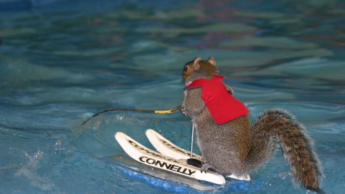 Photos: Twiggy the water skiing squirrel