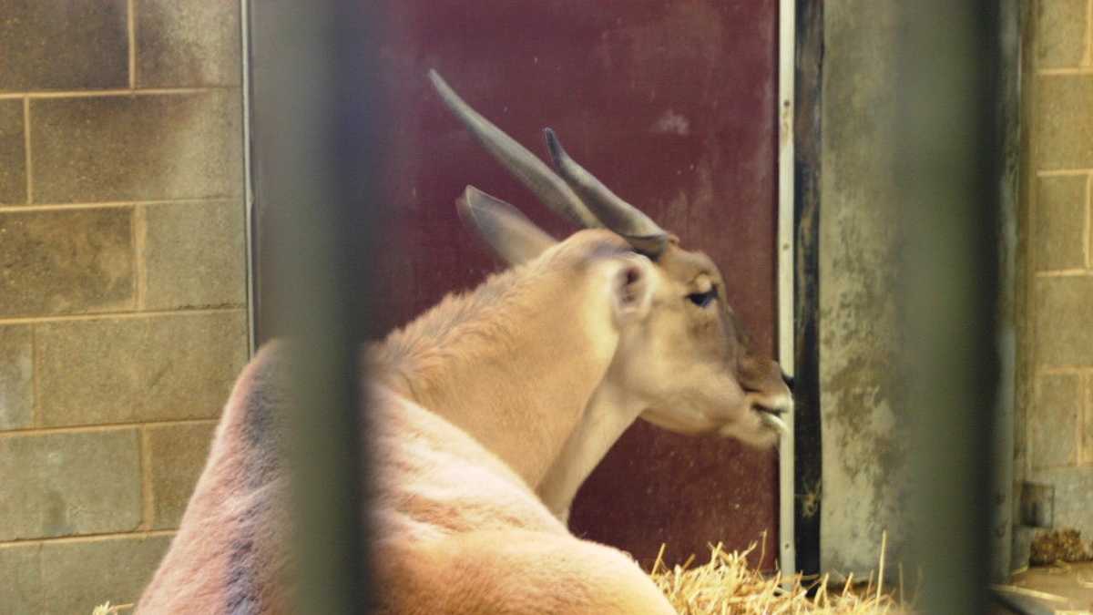 Do you know where the zoo's African animals go in winter?