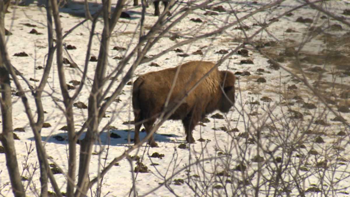 View wildlife photos from MacKenzie Center