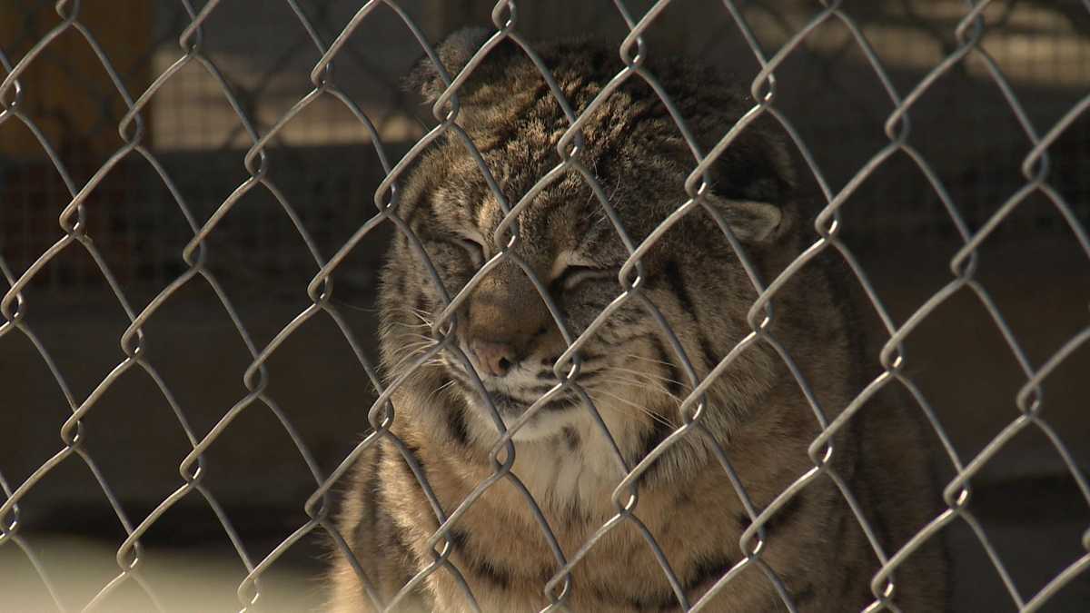 View wildlife photos from MacKenzie Center