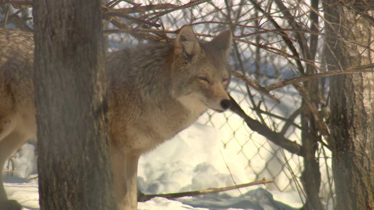 View wildlife photos from MacKenzie Center
