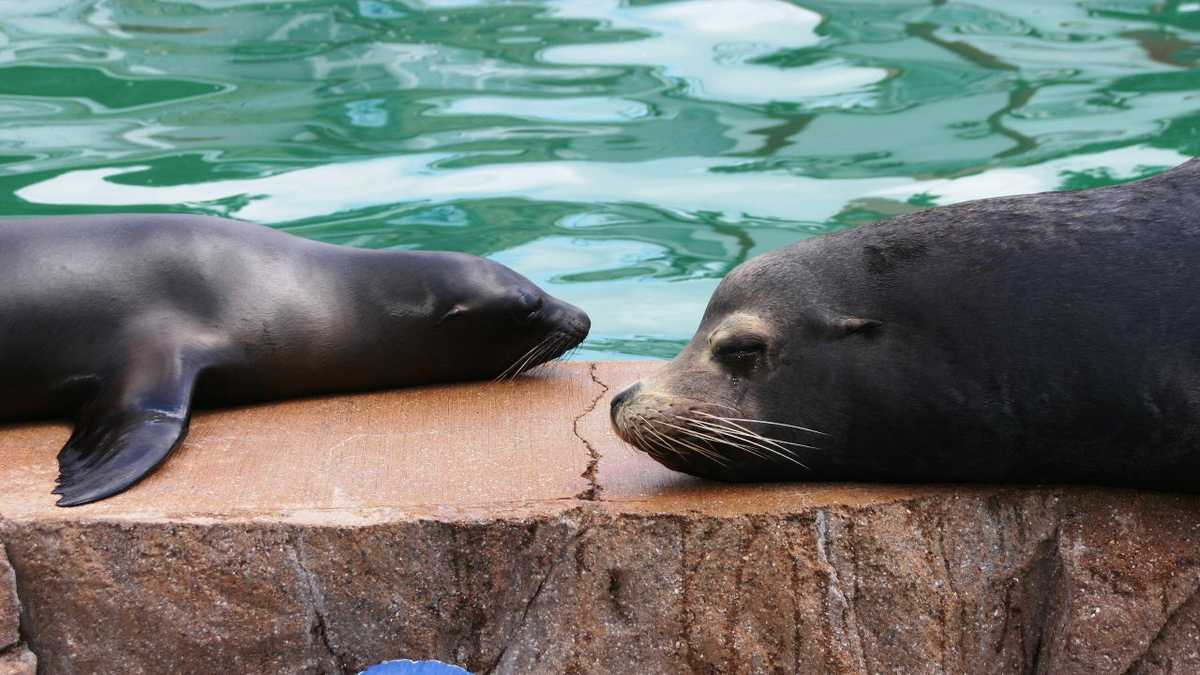 Photos: Cute sea lion growing, training, teaching