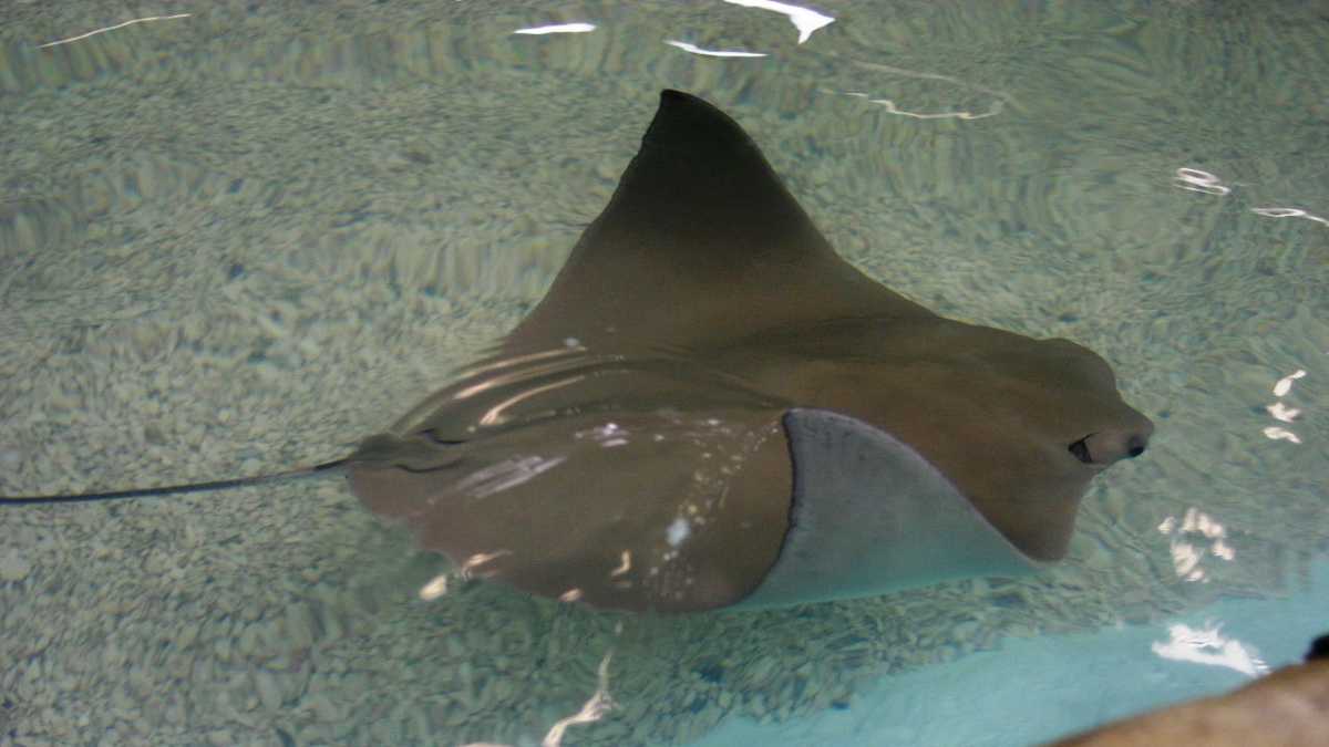 Touch the animals, please! Stingray exhibit opens at zoo