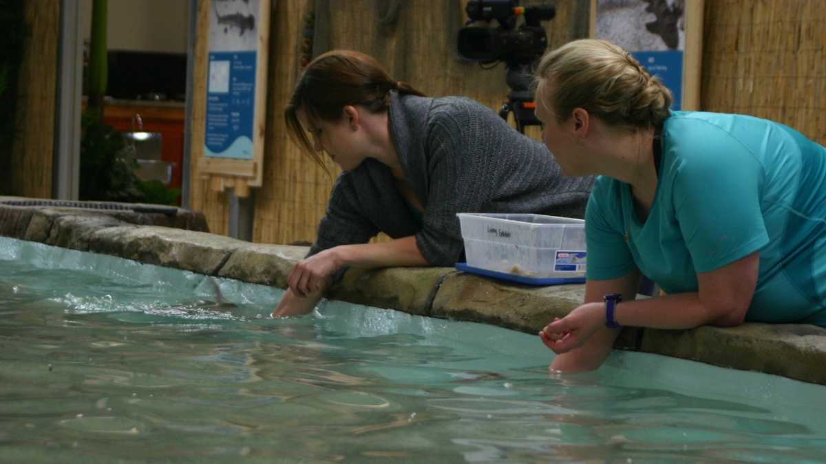 Touch the animals, please! Stingray exhibit opens at zoo