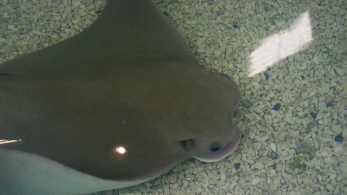 Touch the animals, please! Stingray exhibit opens at zoo