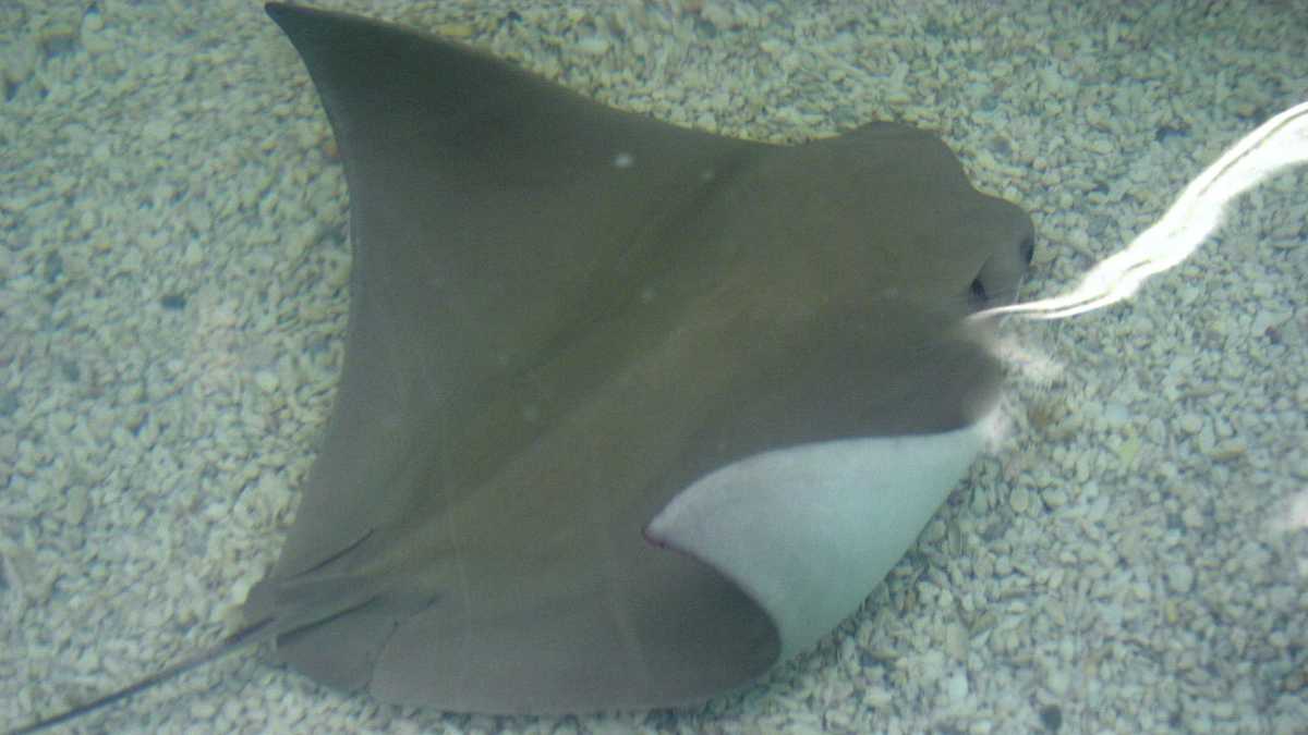 Touch the animals, please! Stingray exhibit opens at zoo