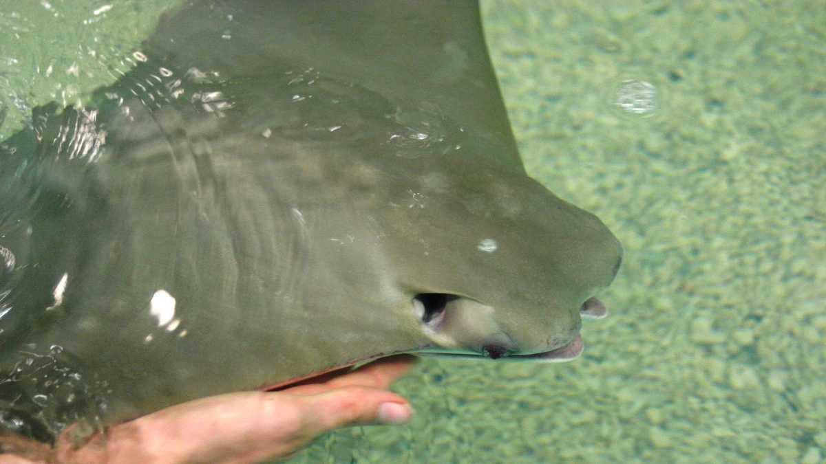 Touch the animals, please! Stingray exhibit opens at zoo