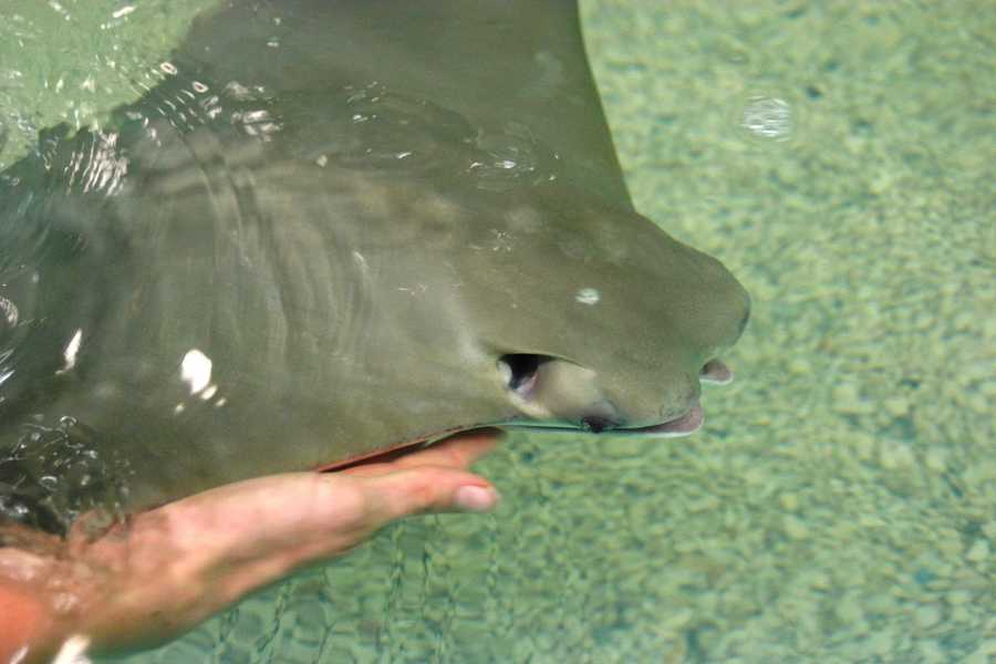 Touch the animals, please! Stingray exhibit opens at zoo