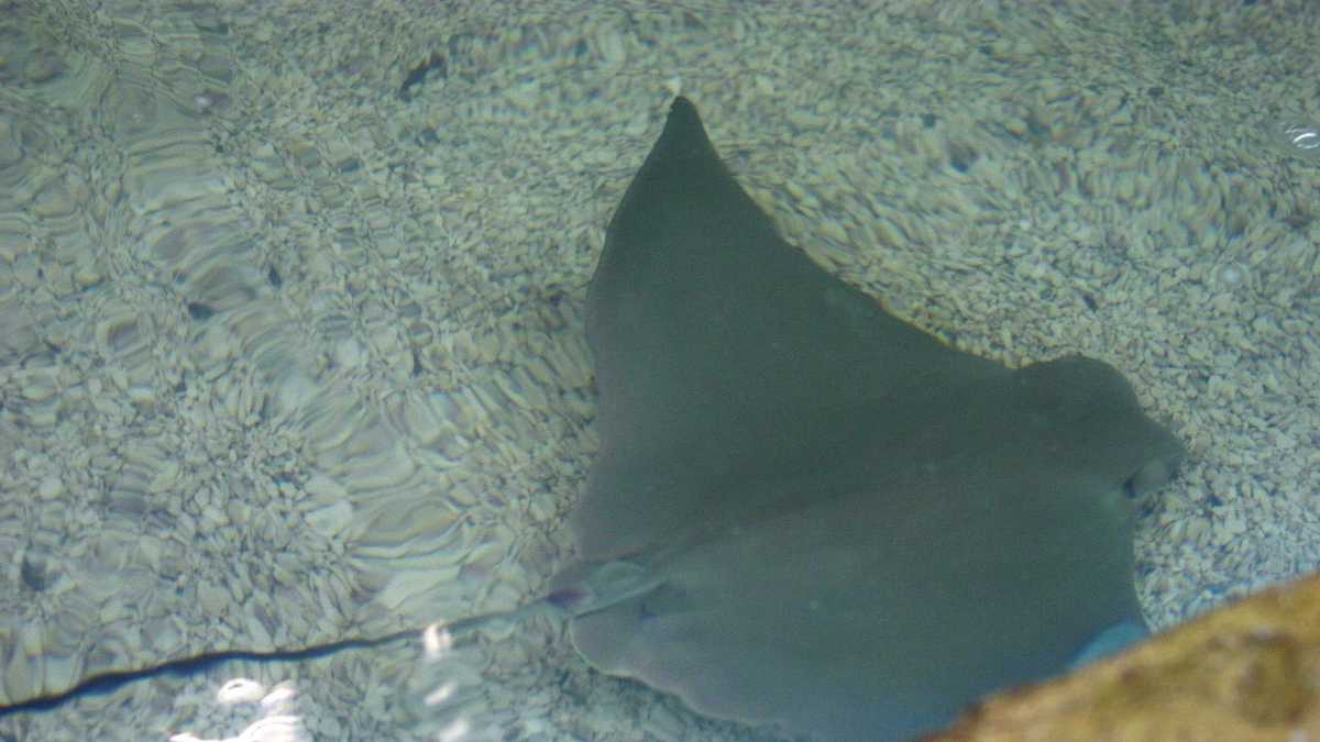 Touch the animals, please! Stingray exhibit opens at zoo