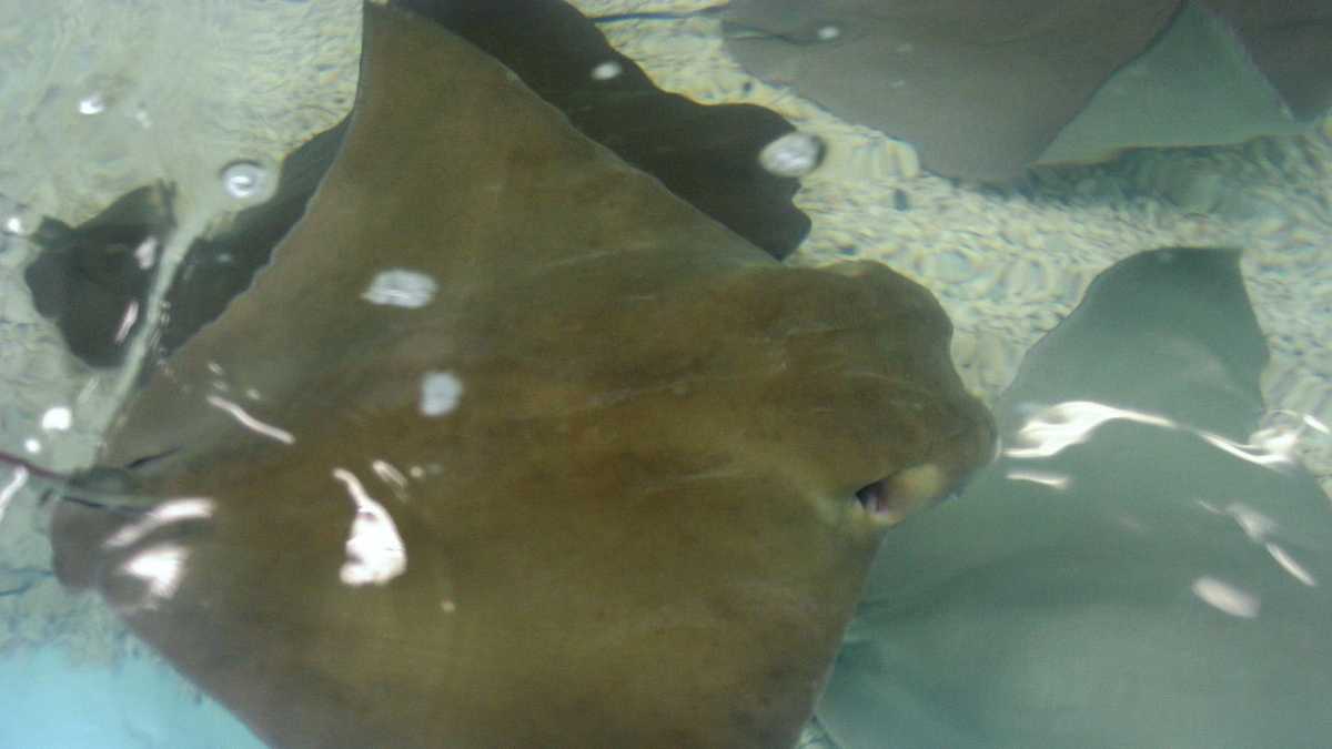 Touch the animals, please! Stingray exhibit opens at zoo