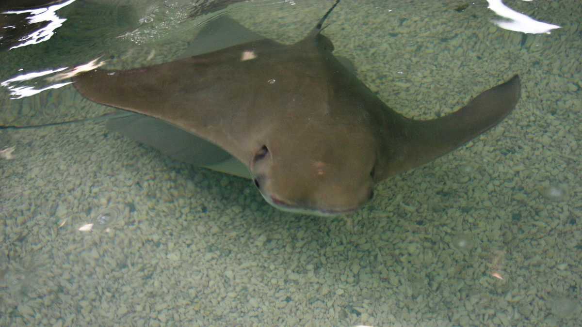 Touch the animals, please! Stingray exhibit opens at zoo