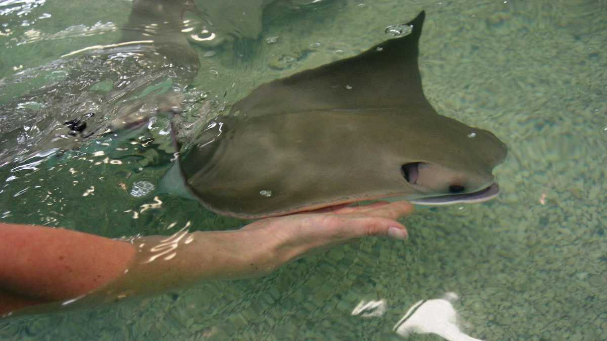 Touch the animals, please! Stingray exhibit opens at zoo