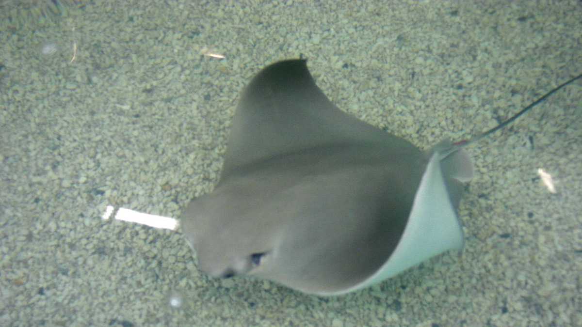 Touch the animals, please! Stingray exhibit opens at zoo