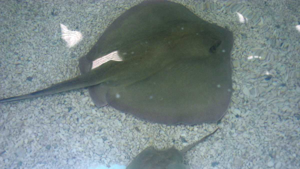 Touch the animals, please! Stingray exhibit opens at zoo