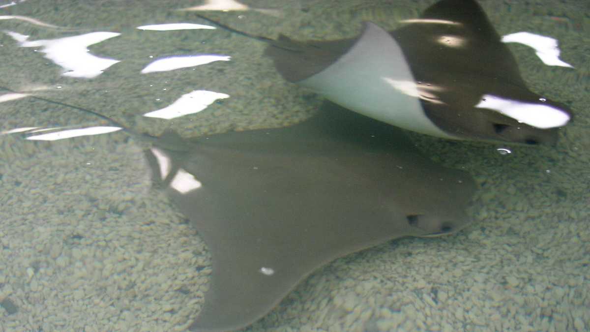 Touch the animals, please! Stingray exhibit opens at zoo