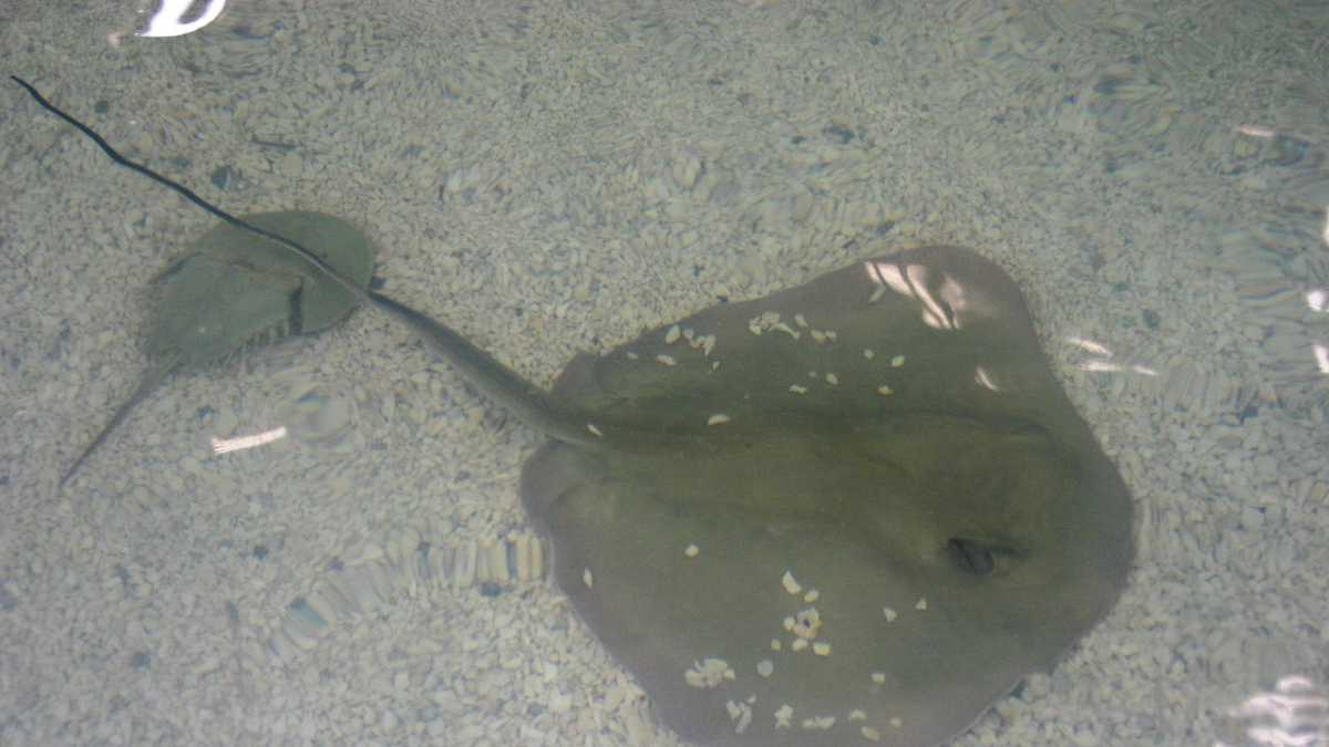 Touch the animals, please! Stingray exhibit opens at zoo