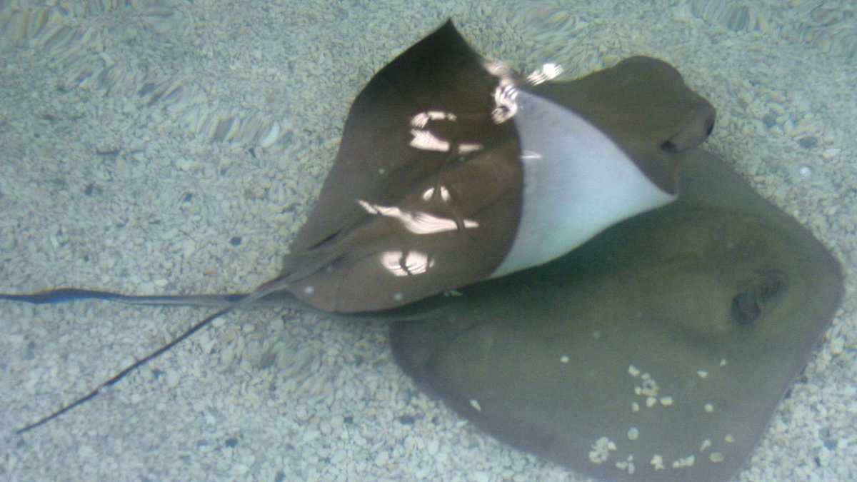 Touch the animals, please! Stingray exhibit opens at zoo