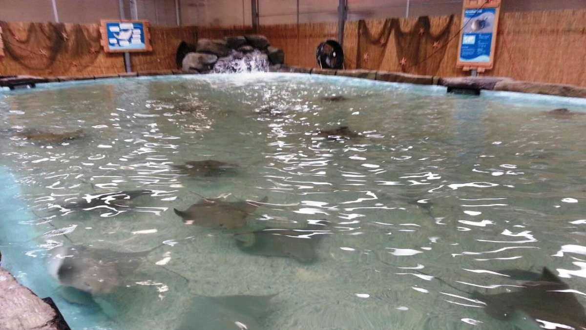 Touch the animals, please! Stingray exhibit opens at zoo