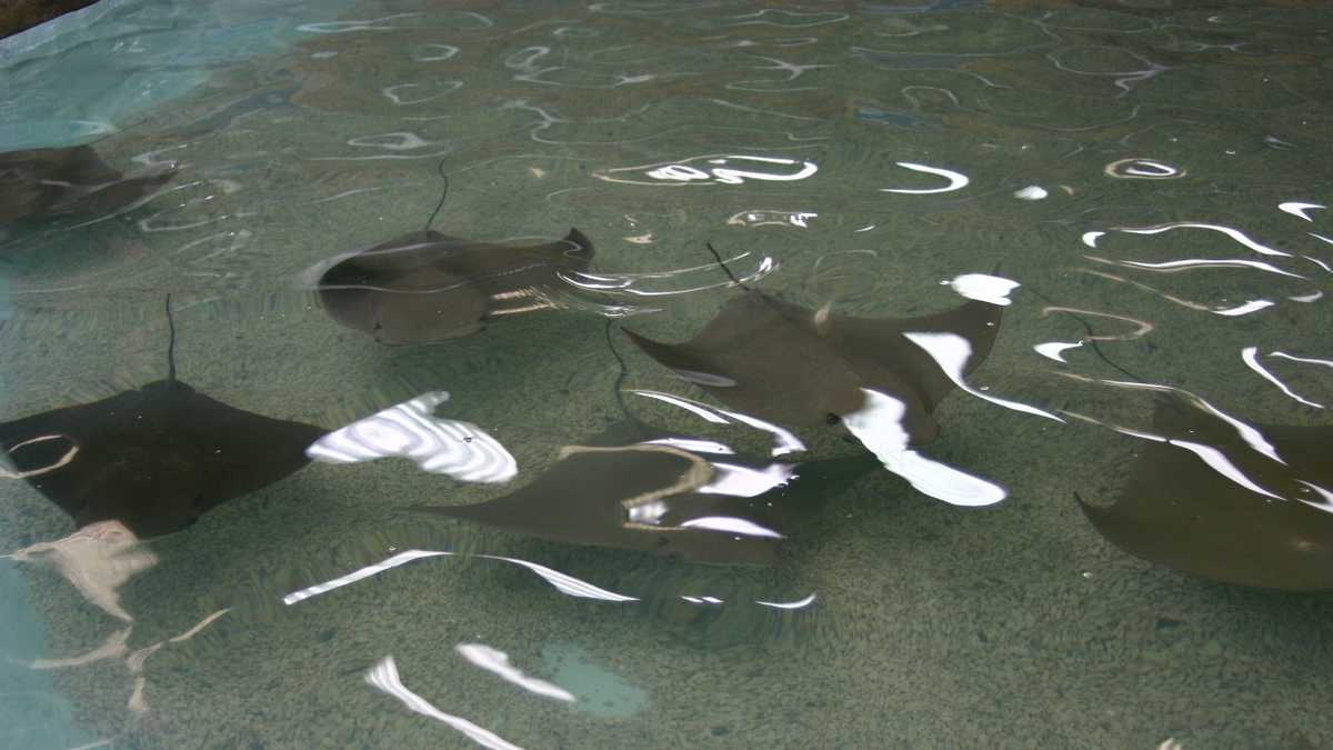 Touch the animals, please! Stingray exhibit opens at zoo