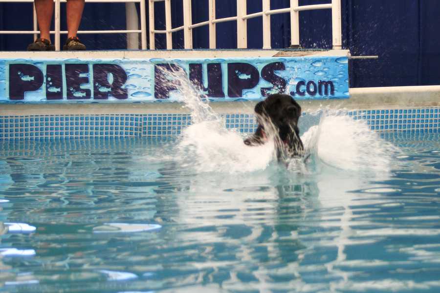 Photos: Doggie diving competition at WI State Fair