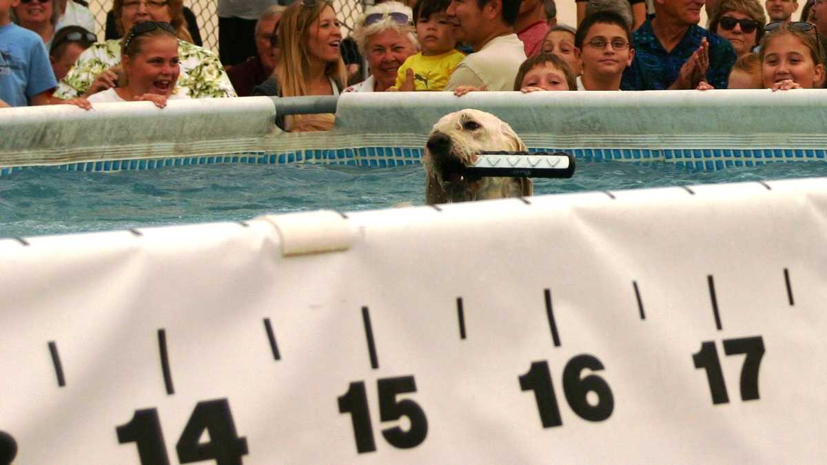 Photos: Doggie diving competition at WI State Fair