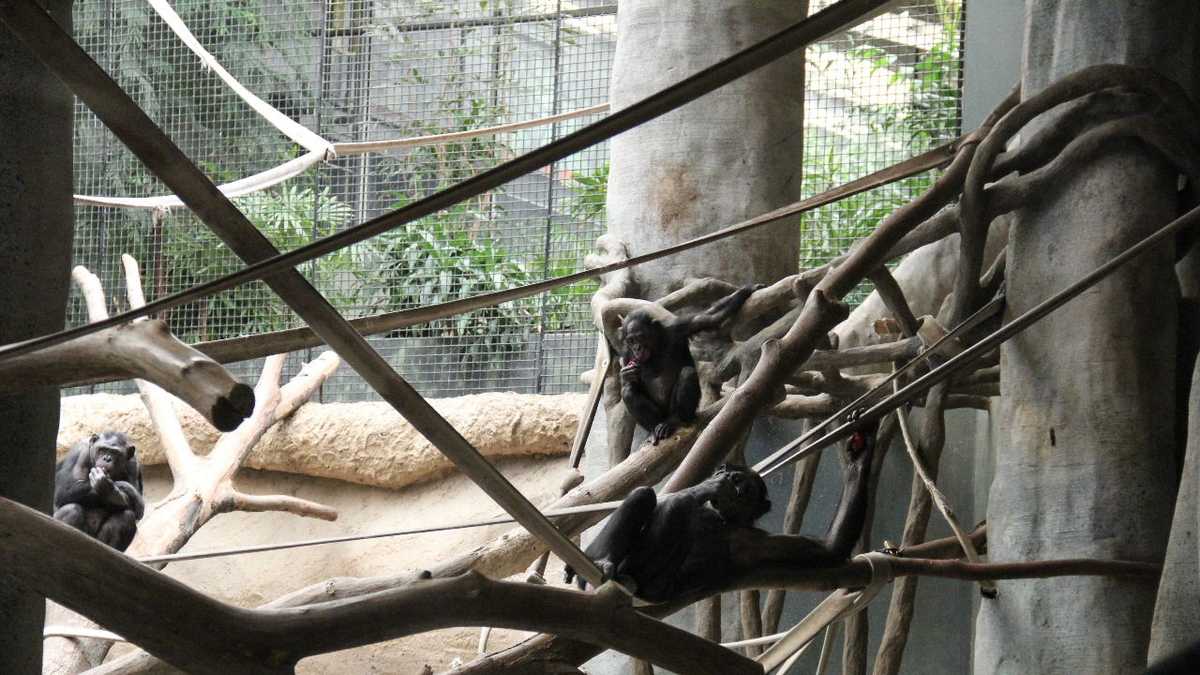 Zoo babies! Adorable Bonobos born at Milwaukee Zoo