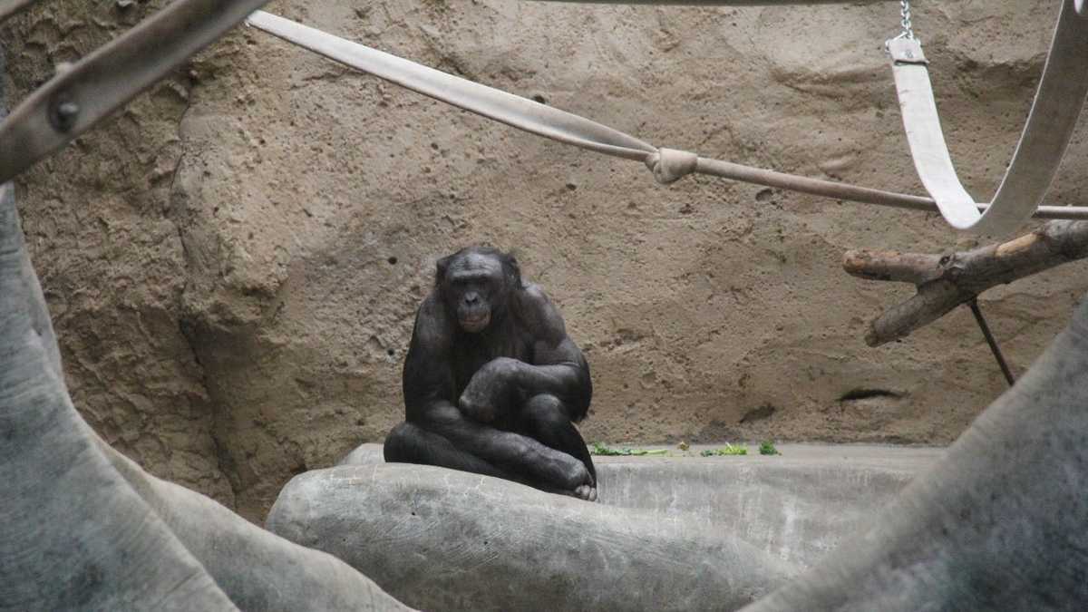 Zoo babies! Adorable Bonobos born at Milwaukee Zoo
