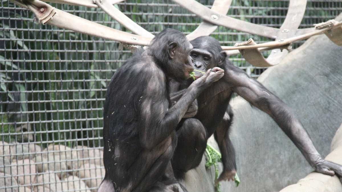 Zoo babies! Adorable Bonobos born at Milwaukee Zoo