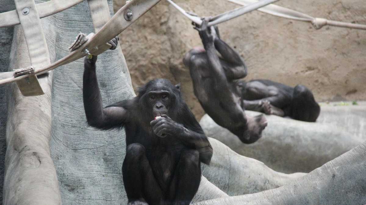 Zoo babies! Adorable Bonobos born at Milwaukee Zoo