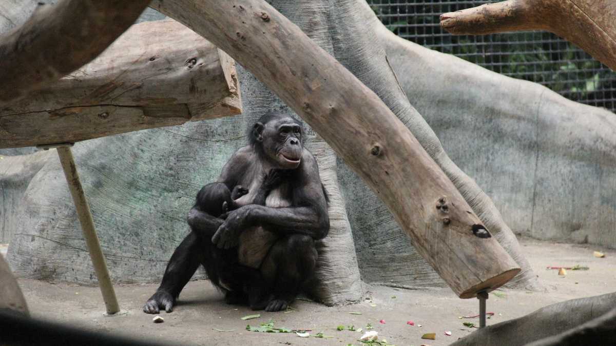 Zoo babies! Adorable Bonobos born at Milwaukee Zoo