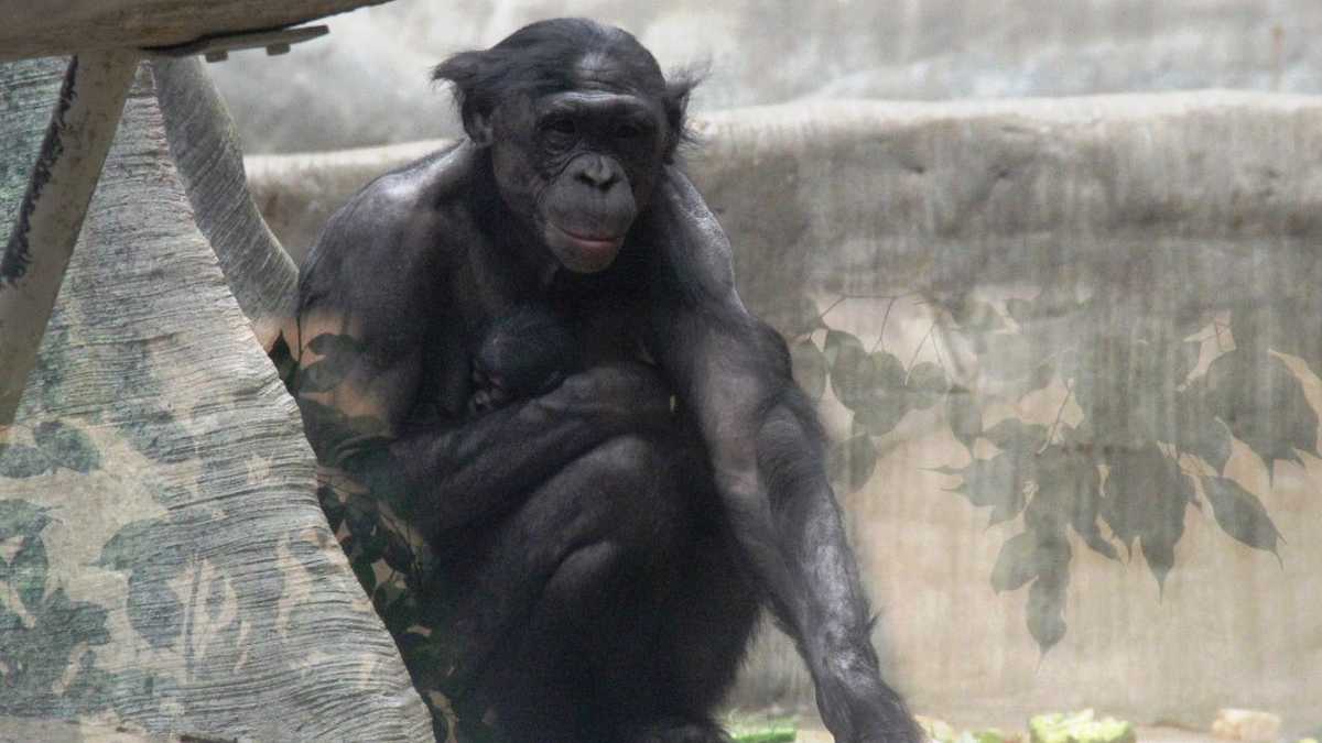 Zoo babies! Adorable Bonobos born at Milwaukee Zoo