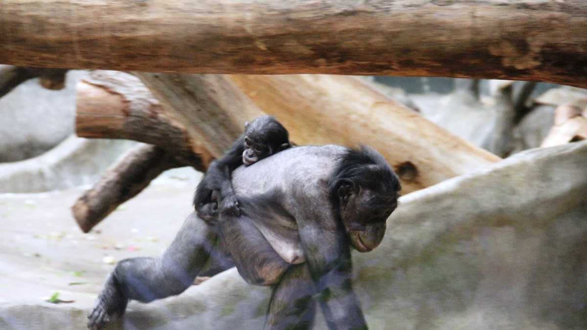 Zoo babies! Adorable Bonobos born at Milwaukee Zoo